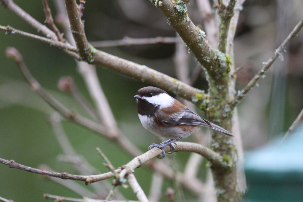 Chestnut-backed Chickadee from Bryant, WA 98223, USA on December 22 ...