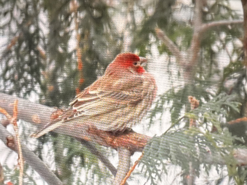 House Finch from Marion Fields Park, Lakeville, MN, US on December 21 ...