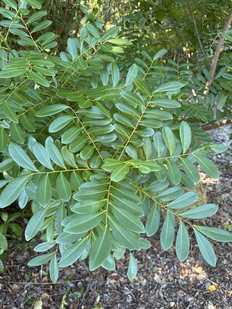 Paradise Tree from Dagny Johnson Key Largo Hammock Botanical State Park ...
