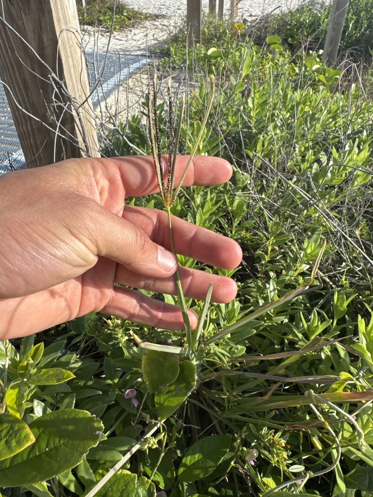 Pinewoods Fingergrass from Bahia Honda State Park, Big Pine Key, FL, US ...