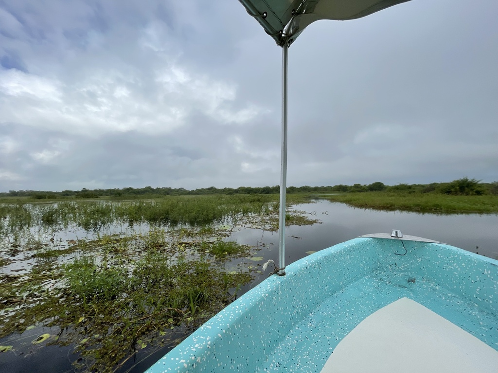 Green Iguana from Crooked Tree Lagoon, Belize, BZ on November 4, 2024 ...