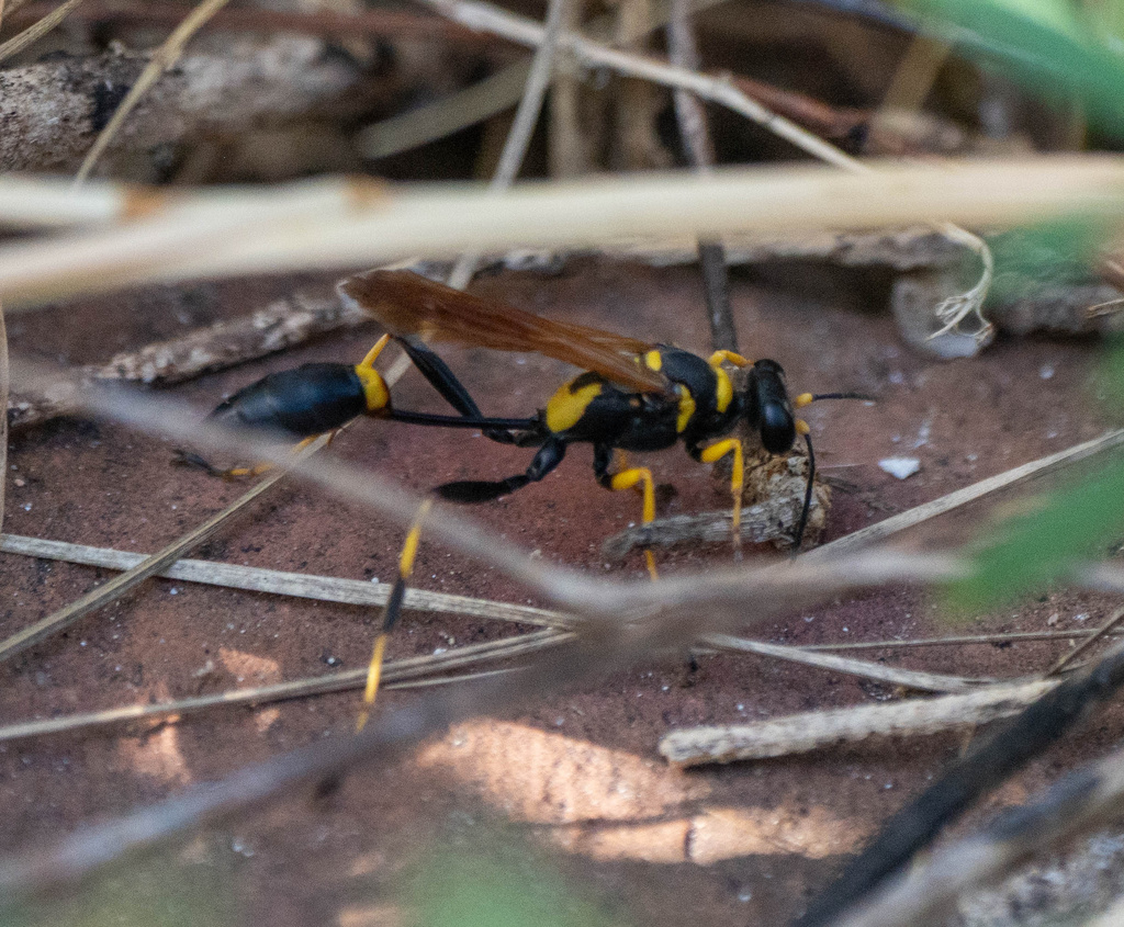 Yellow-legged Mud-dauber Wasp from Dry Tortugas National Park, FL, US ...