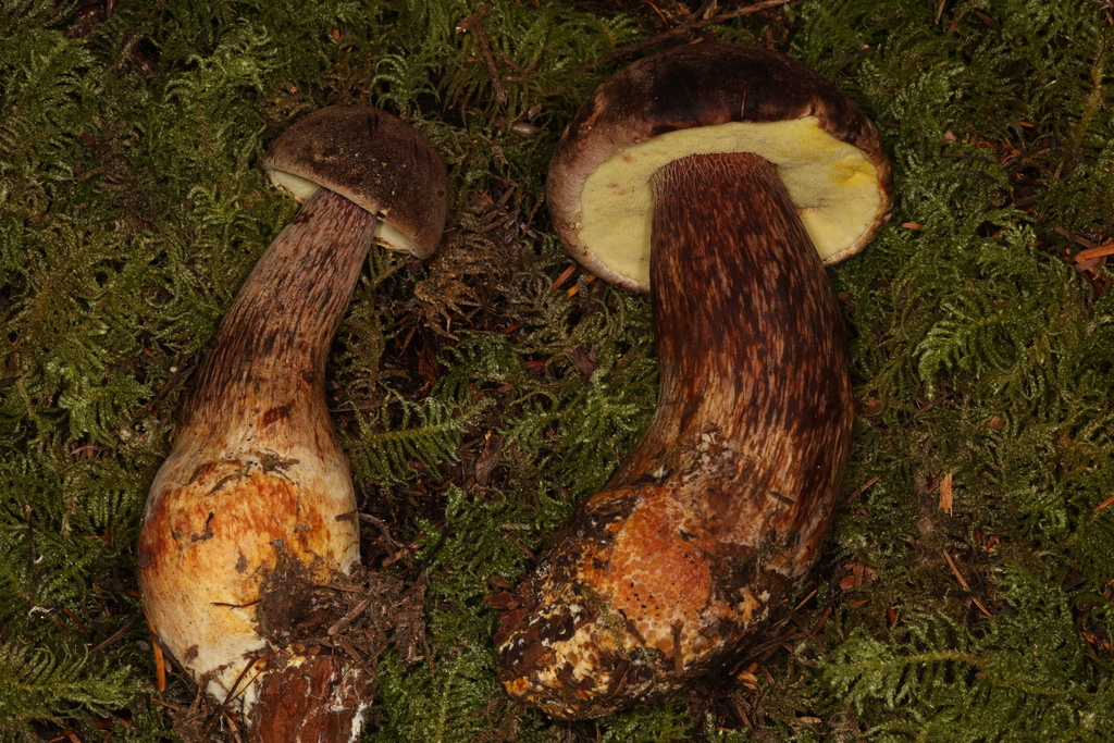 admirable bolete from Randle, WA 98377, USA on November 2, 2024 at 04: ...
