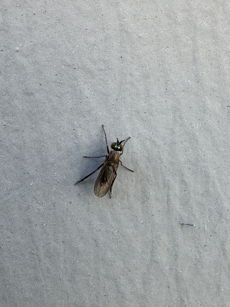 Syntormon flexibilis from 御京花园, 北京市, CN on December 23, 2024 at 01:39 ...