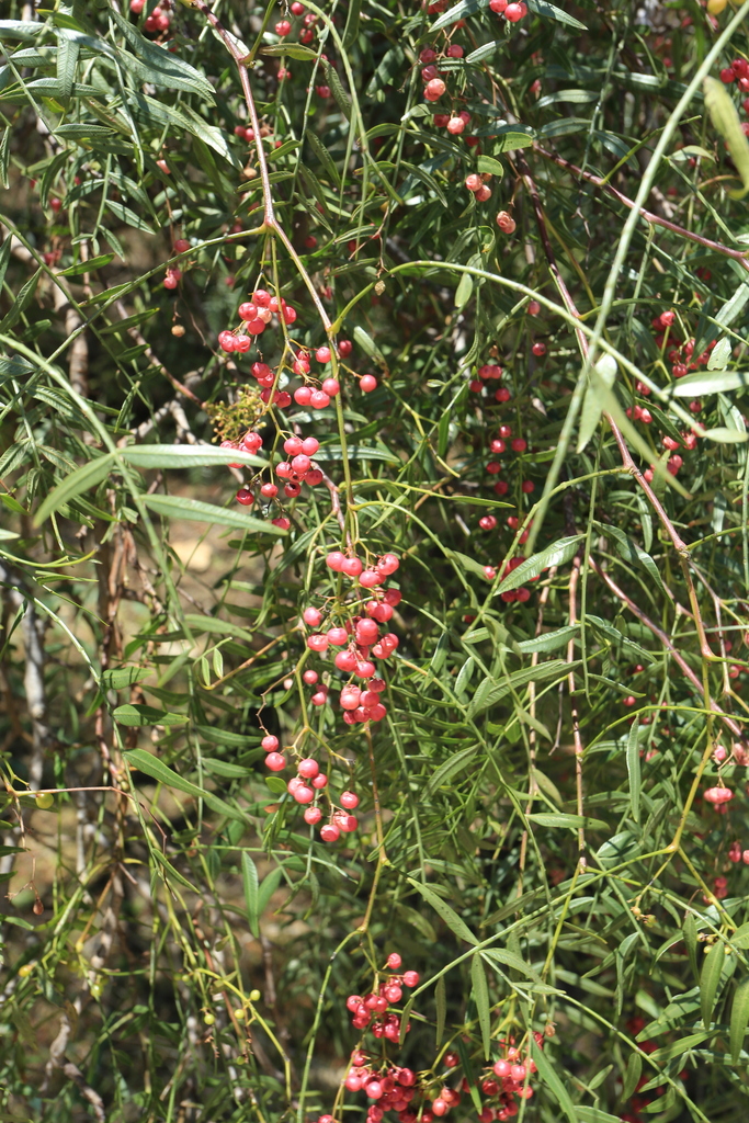 Peppercorn Tree from Hallett SA 5419, Australia on October 20, 2024 at ...