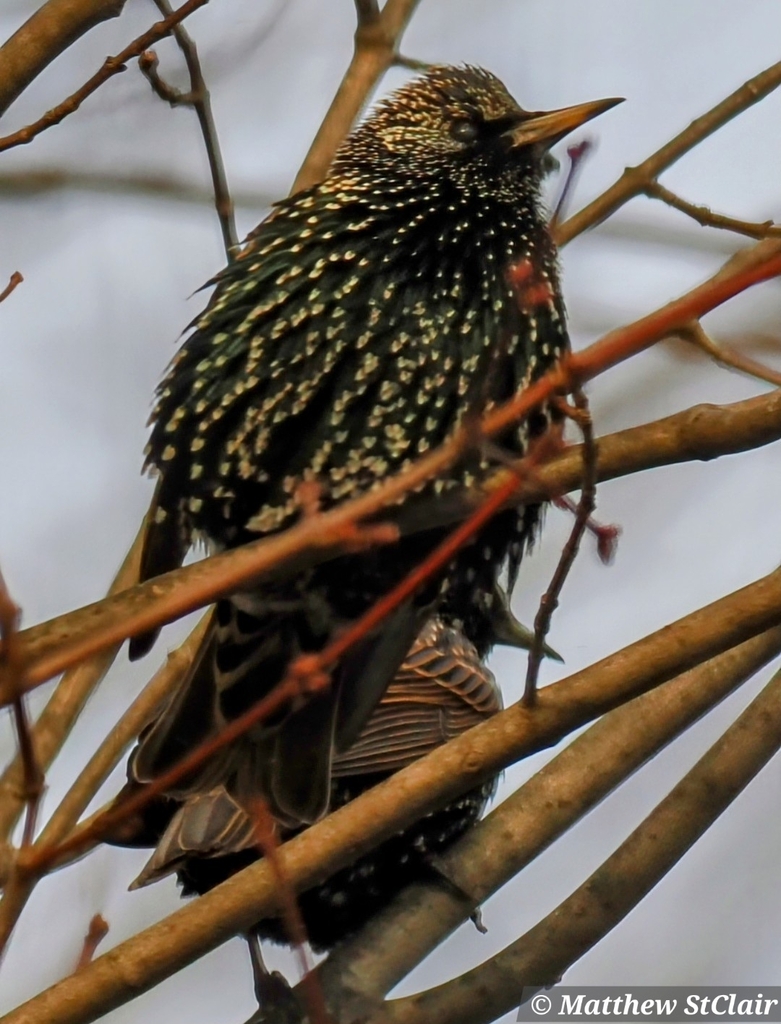 European Common Starling from Indiana County on December 21, 2024 at 04 ...