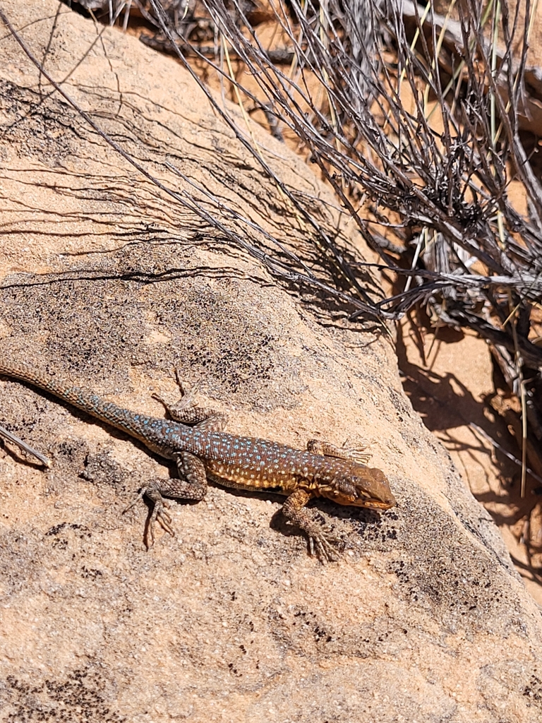 Common Side-blotched Lizard from Washington on April 18, 2024 at 10:20 ...