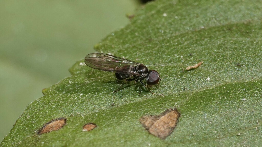 Big-headed Flies from Bilkeshwar Colony, Haridwar, Uttarakhand 249401 ...