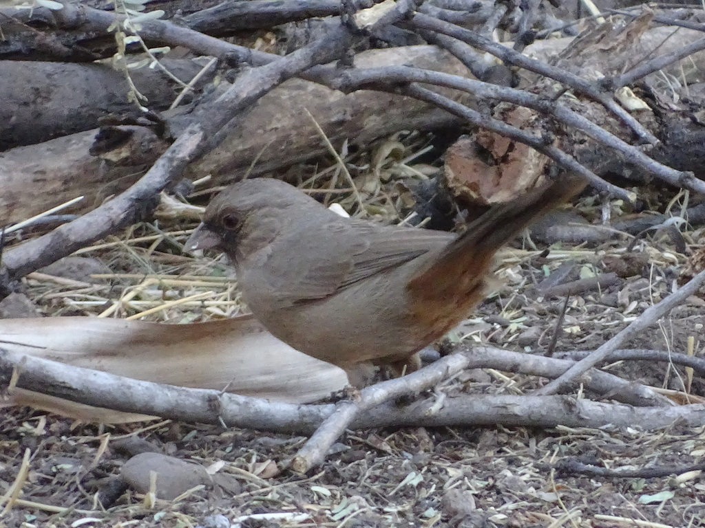 Abert's Towhee from Hassayampa River Preserve, 49614 U.S. Hwy 60 89 ...