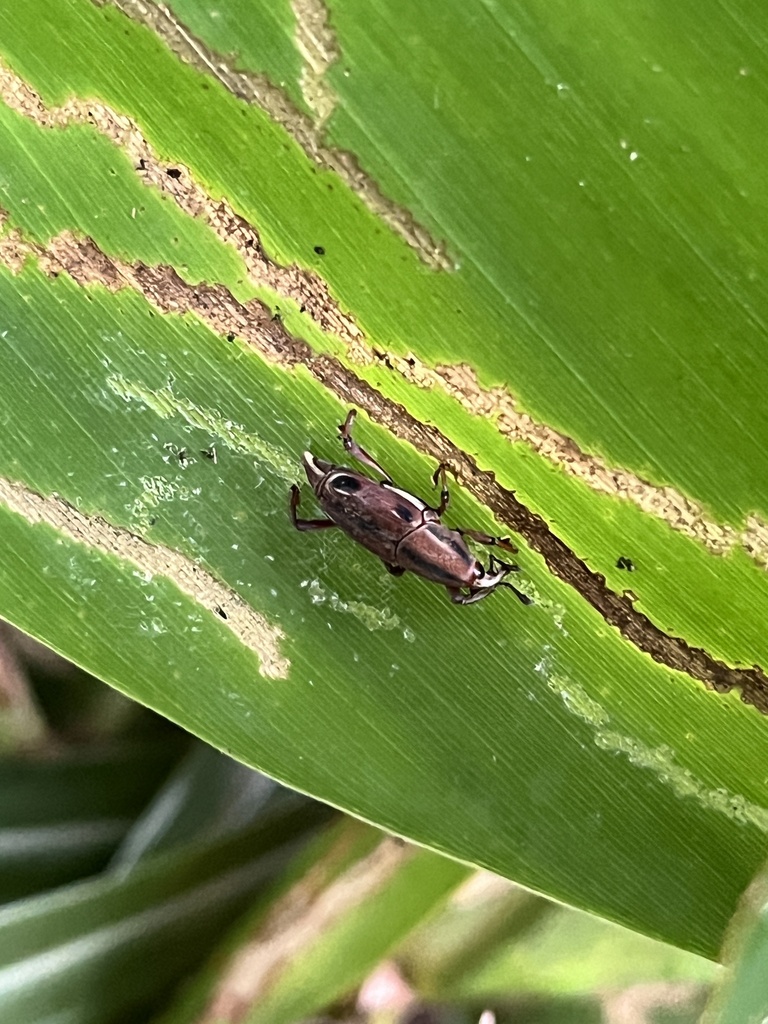 Sphenocorynes ocellatus in December 2024 by Nakatada Wachi · iNaturalist
