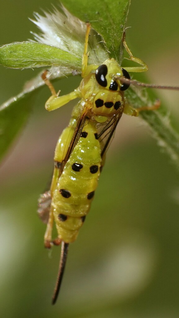 Xanthopimpla punctata from Bilkeshwar Colony, Haridwar, Uttarakhand ...