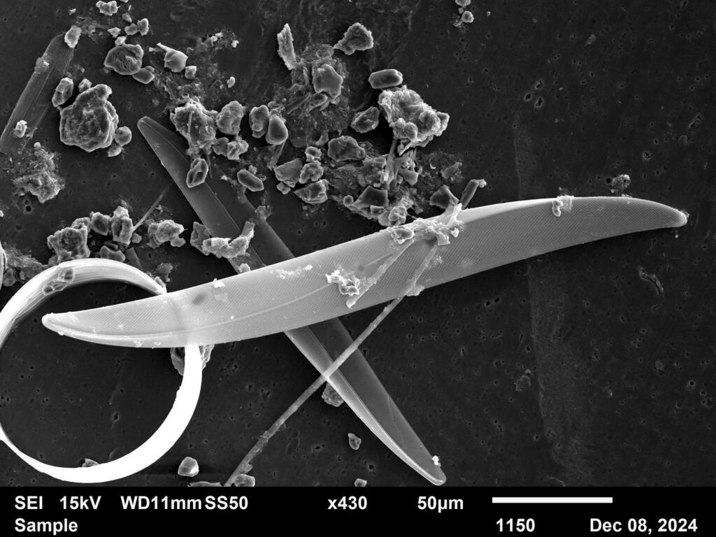 Pleurosigma elongatum from Golden Beach QLD 4551, Australia on December ...