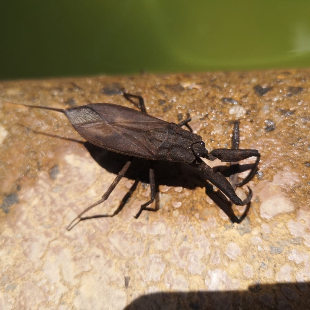 Laccotrephes from Mbombela, South Africa on December 22, 2024 at 02:30 ...