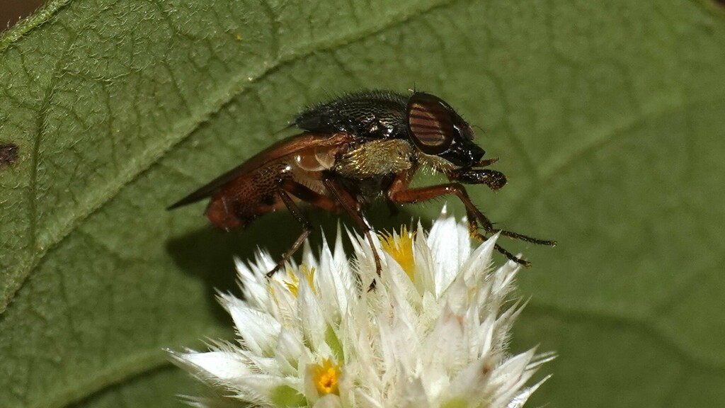 Rhinia apicalis from Bilkeshwar Colony, Haridwar, Uttarakhand 249401 ...