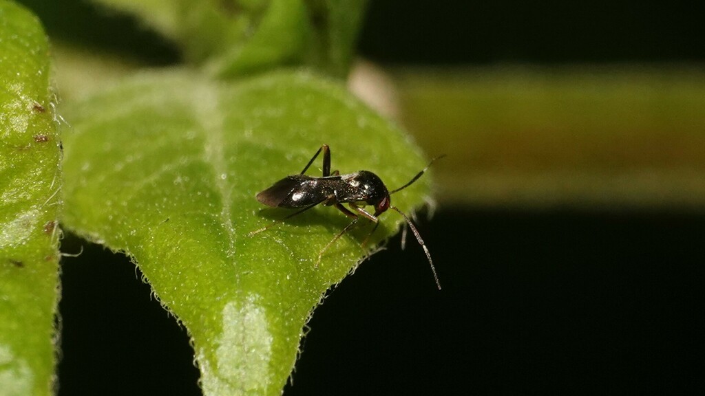 Pilophorus typicus from Bilkeshwar Colony, Haridwar, Uttarakhand 249401 ...