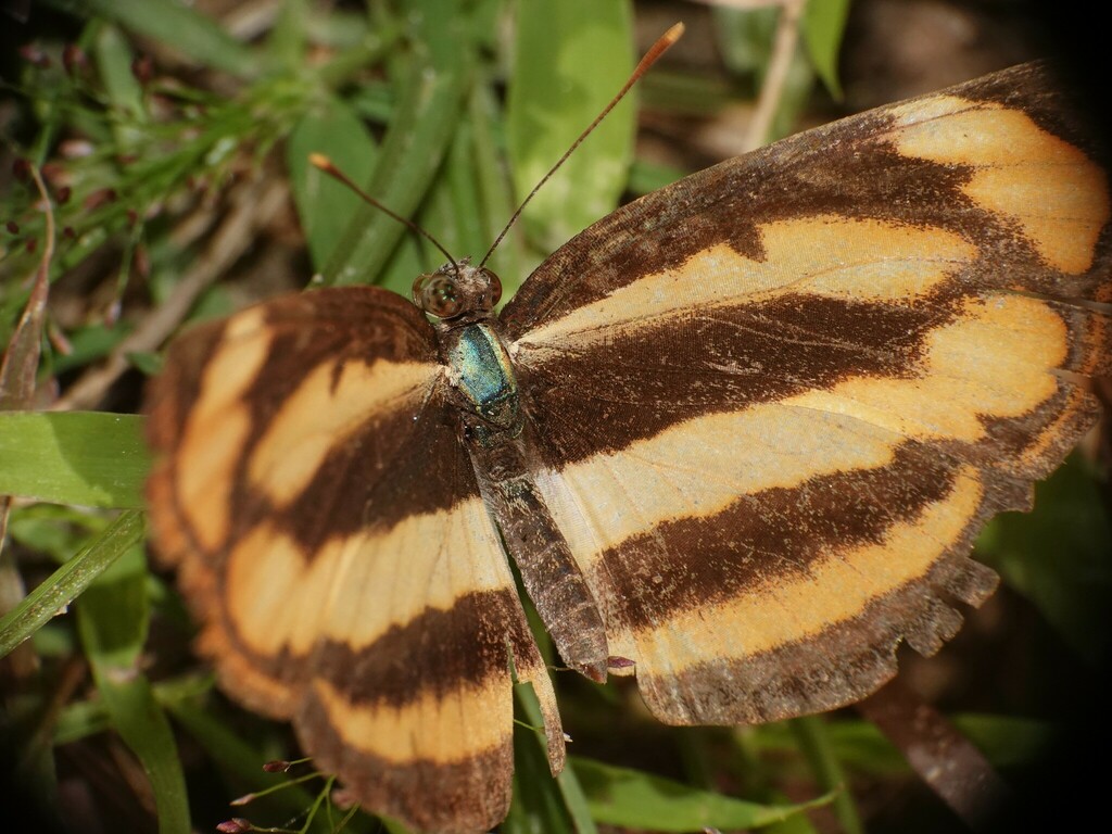 Common Lascar from Bilkeshwar Colony, Haridwar, Uttarakhand 249401 ...