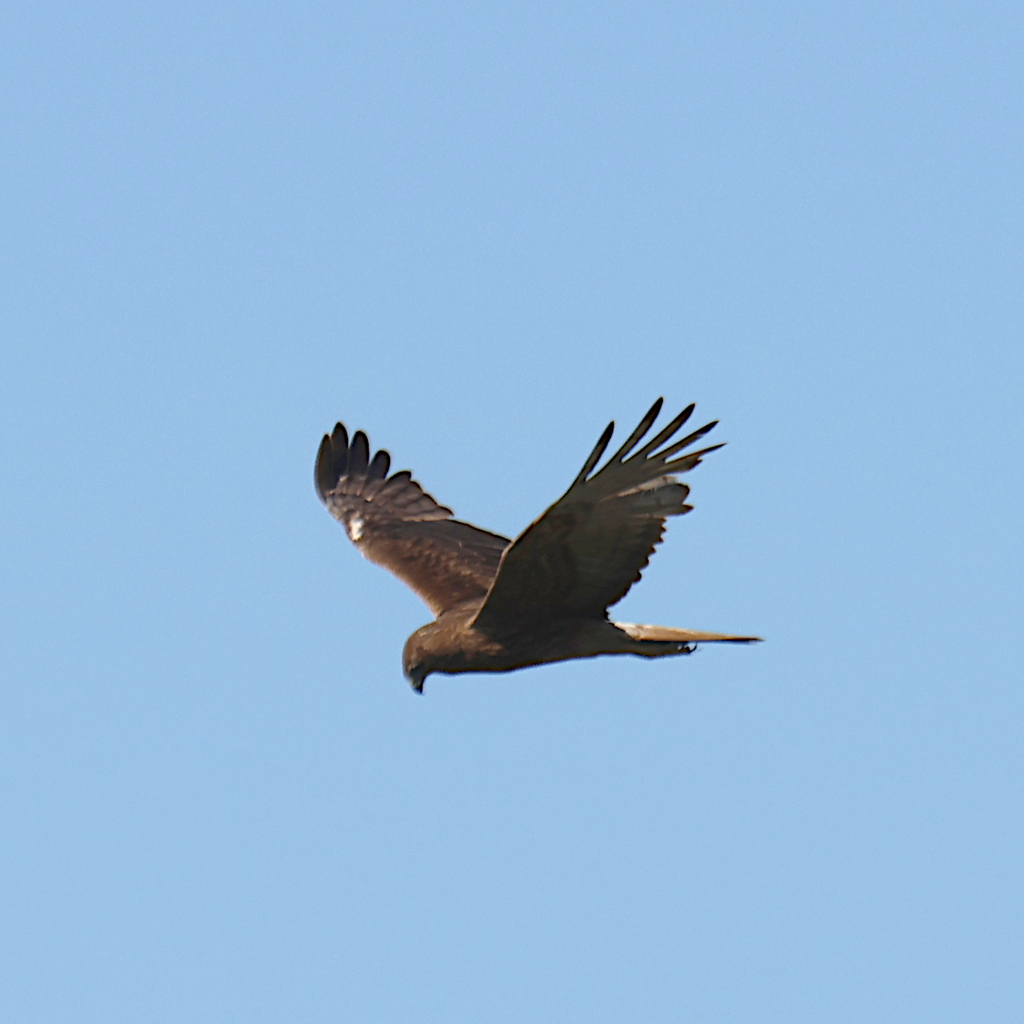 Swamp Harrier from Herdsman Lake 2, Perth WA, Australia on December 09 ...