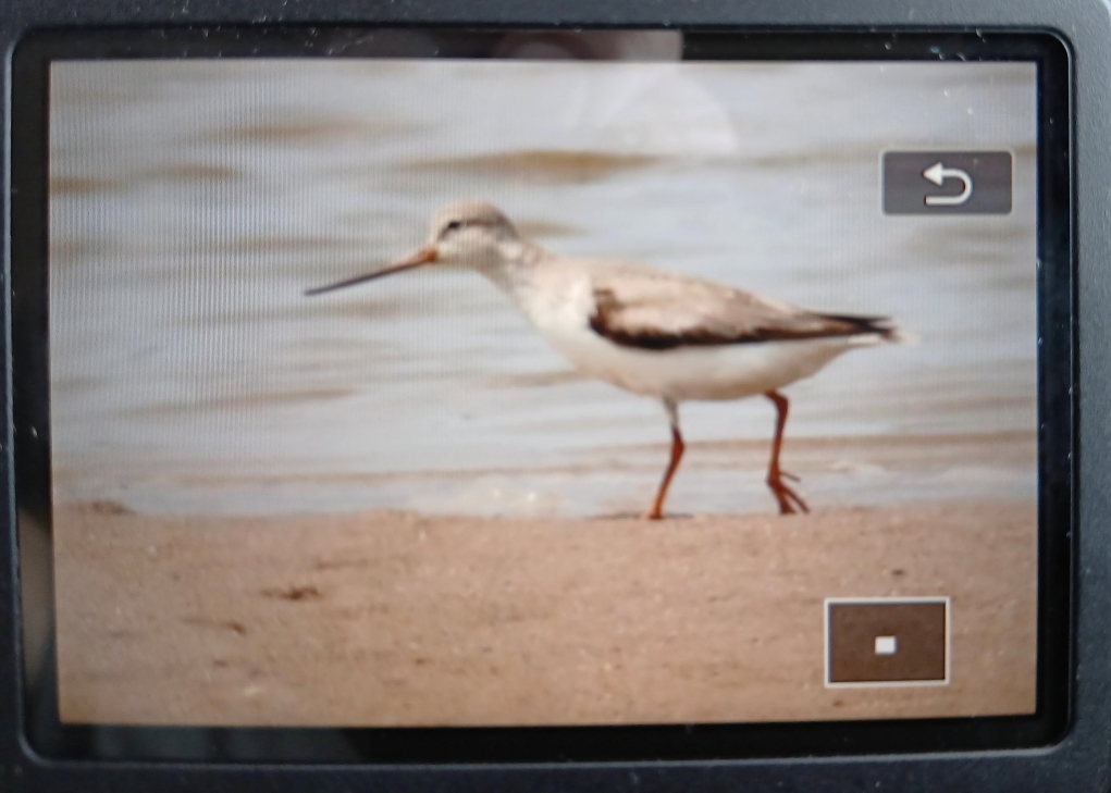 Terek Sandpiper from Shoalhaven Heads NSW 2535, Australia on December ...