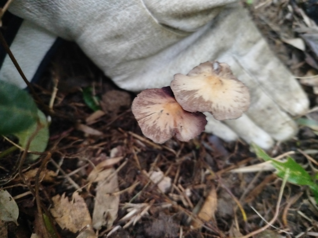 Common Gilled Mushrooms and Allies in October 2024 by hirozaru ...
