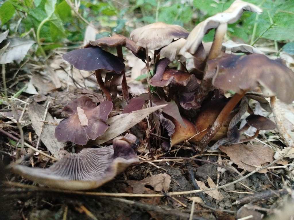 Common Gilled Mushrooms and Allies in October 2024 by hirozaru ...