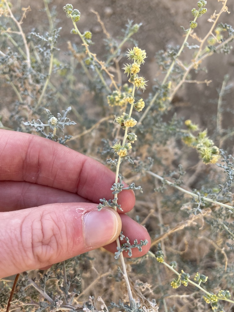 Burrobush from Anza-Borrego Desert State Park, Borrego Springs, CA, US ...