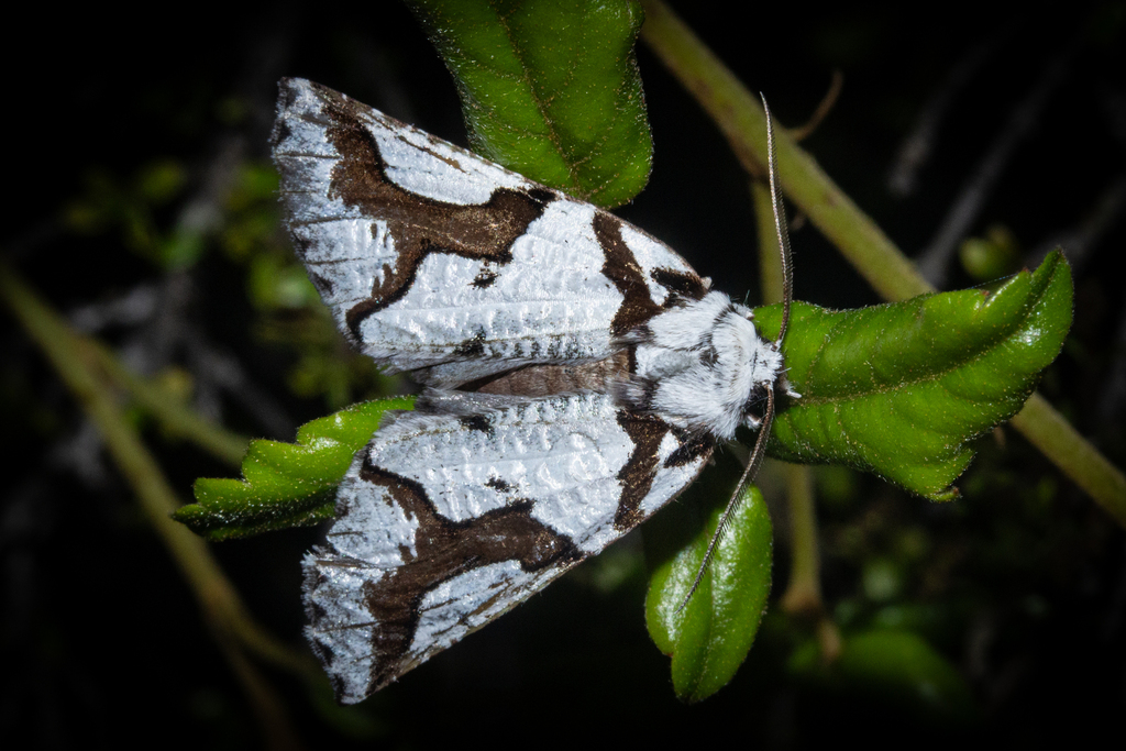 South Island lichen moth from Southland District, Southland, New ...