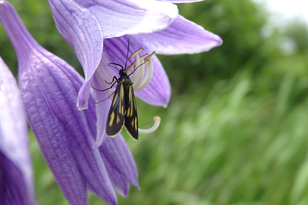 Balataea gracilis from Kuril'skiy rayon, RU-SL, RU on July 23, 2021 at ...