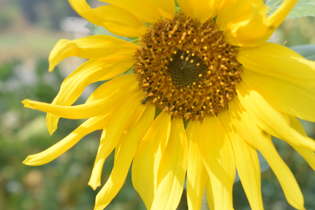 Common Sunflower from Ahilya Nagar, Maharashtra, India on December 21 ...