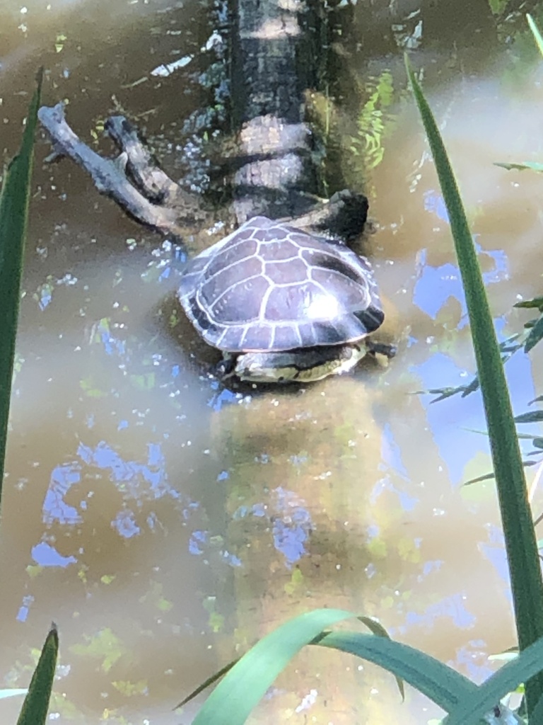 Hilaire’s Side-necked Turtle from Tigre, Provincia de Buenos Aires, AR ...