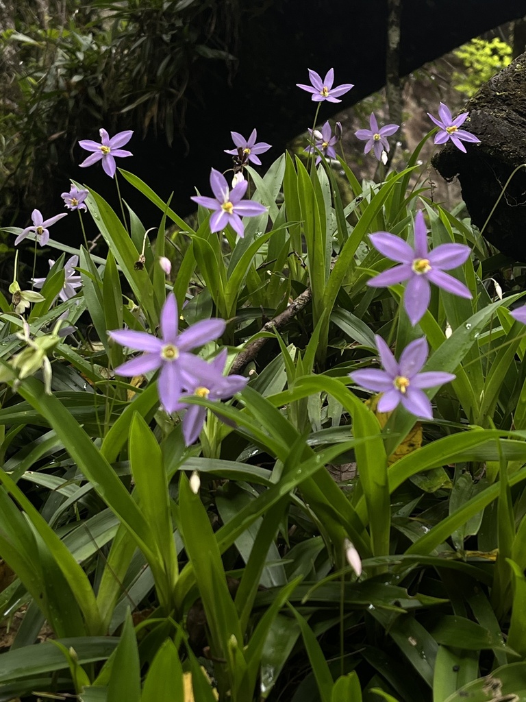 Xerophyta elegans from Ukhahlamba Drakensberg Park, Bergville, KwaZulu ...