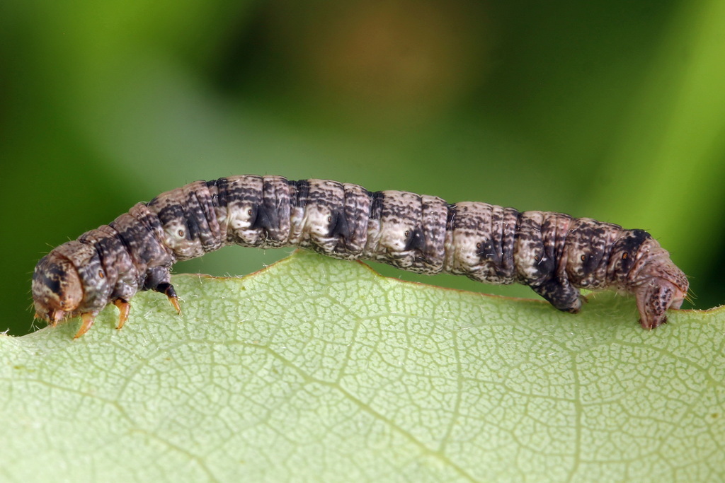 Geometer Moths from Войново-Гора, Московская обл., Россия, 142601 on ...