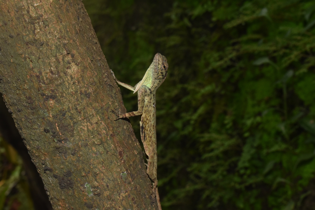 Philippine Flying Dragon from Taytay, 1920 Rizal, Philippines on ...