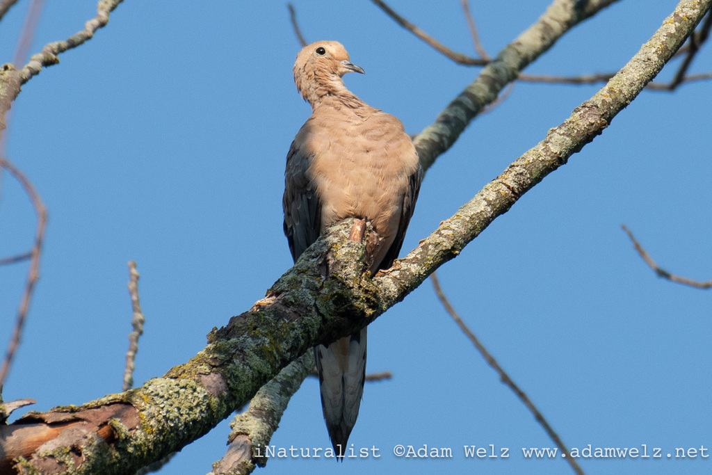 Mourning Dove from Glenview, IL, USA on September 18, 2024 at 07:56 AM ...