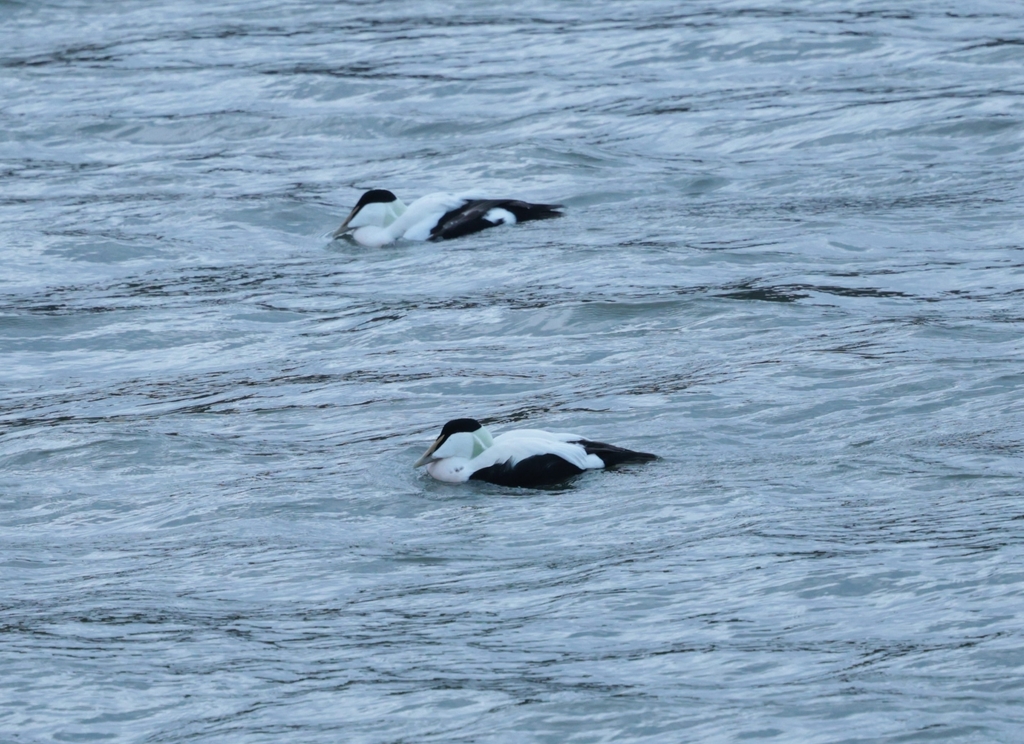 Common Eider in December 2024 by noahjoschko · iNaturalist