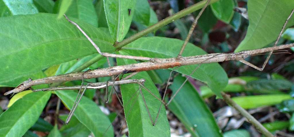 tessellated stick insect from Sunshine Coast QLD, Australia on December ...