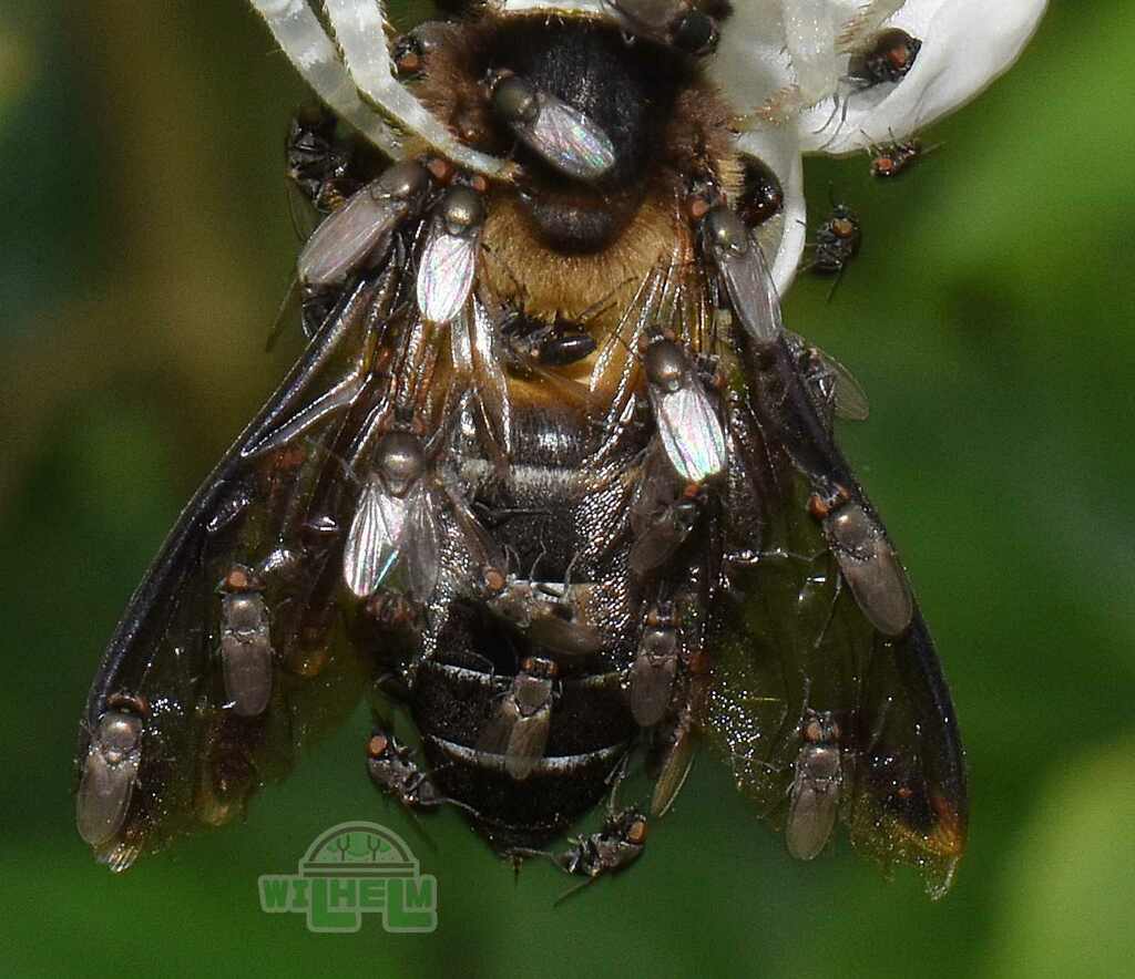 Philippine Giant Honey bee from P36G+Q2V La Mesa Ecopark, Quezon City ...