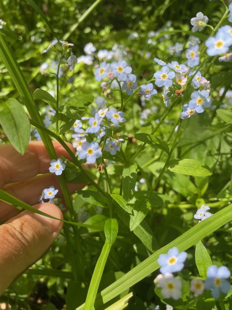 Forget-me-nots from Rutland, Vermont, United States on June 15, 2024 at ...