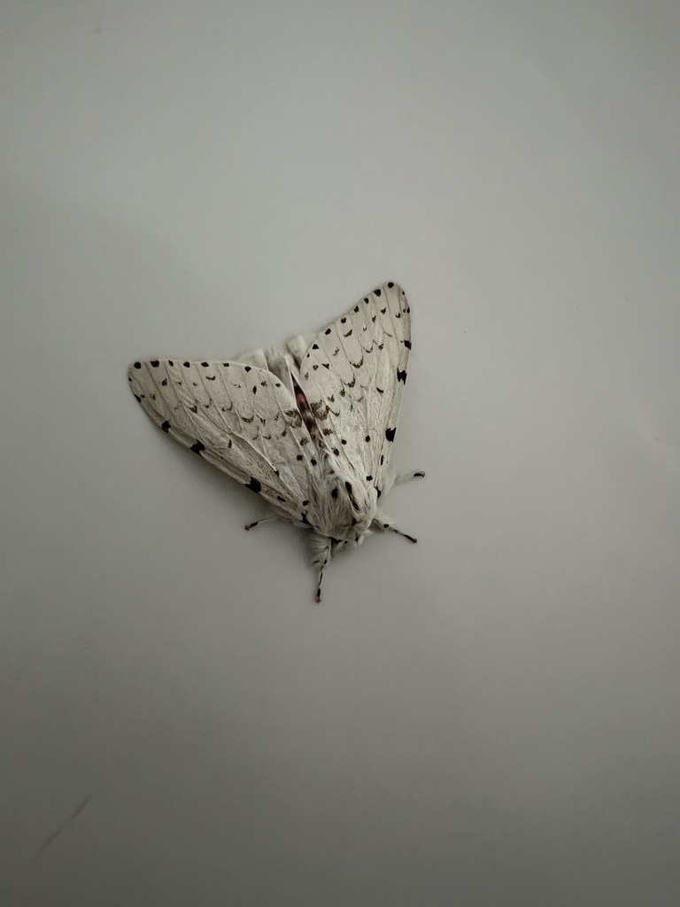 Porthetria from Bentong, Pahang, MY on December 21, 2024 at 07:26 AM by ...