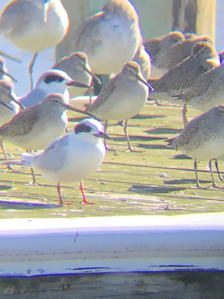 Forster's Tern from Midway, GA, US on December 20, 2024 at 11:50 AM by ...