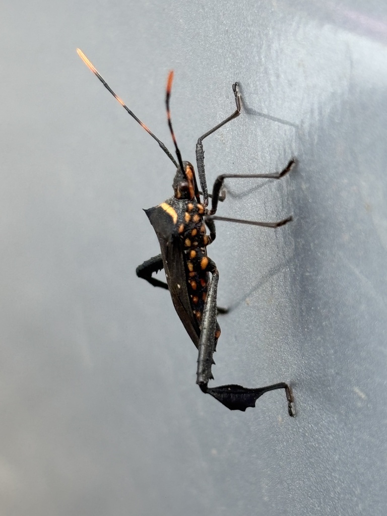 Citron Bug from Prof David Wasawo Drive, Nairobi, Nairobi, KE on ...