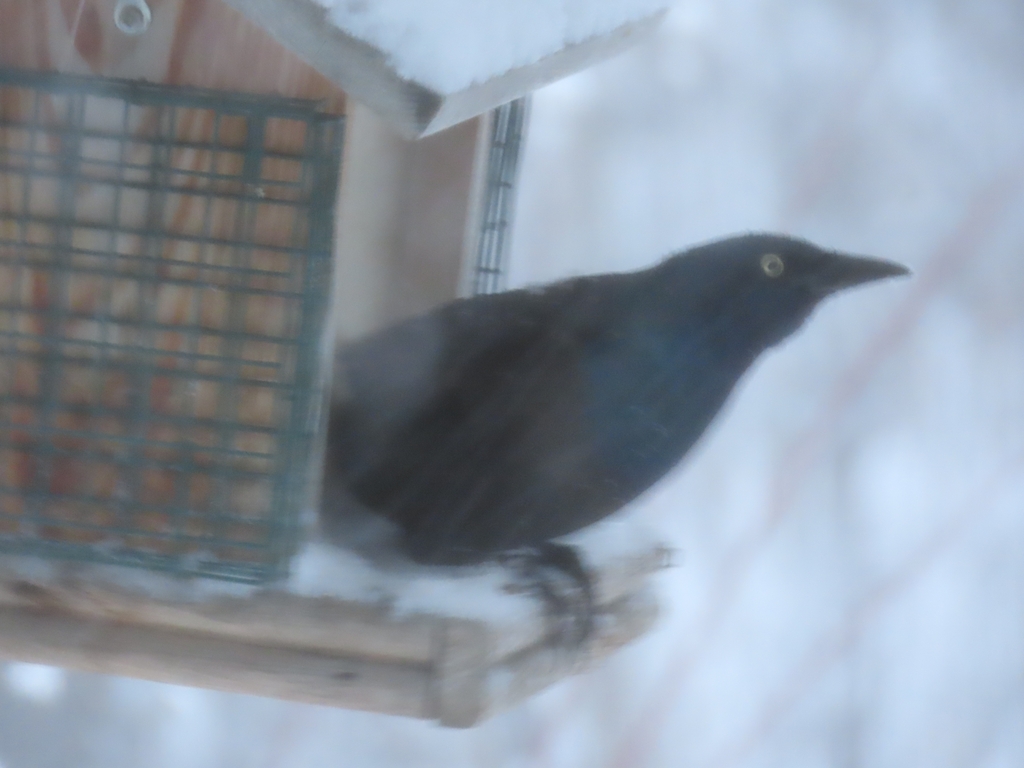 Common Grackle from Raber Township, MI, USA on December 23, 2024 at 08: ...