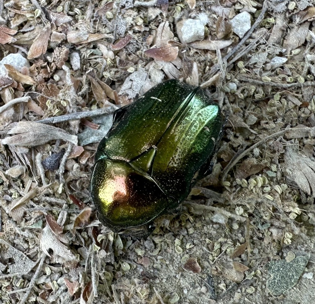 European Rose Chafer from Central Macedonia, Greece on April 15, 2024 ...