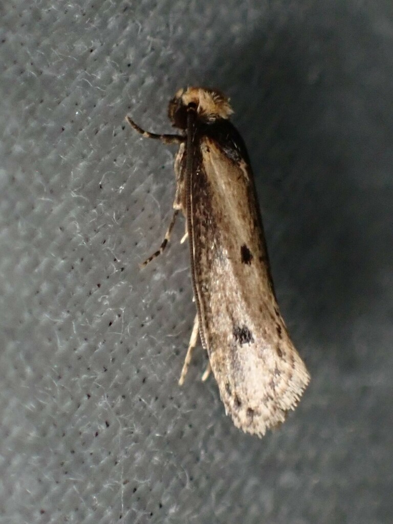 Dark-collared Tinea Moth in July 2024 by Angus Mossman. At blacklight ...