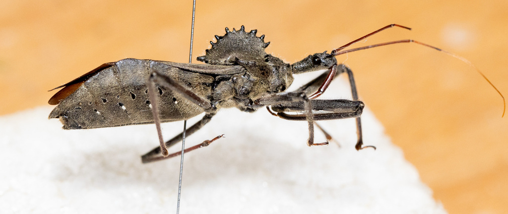 North American Wheel Bug from Hamilton County, OH, USA on September 18 ...