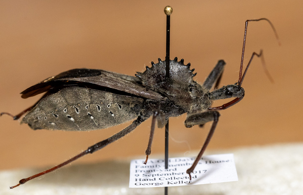 North American Wheel Bug from Five Oaks, Dayton, OH, USA on September 9 ...