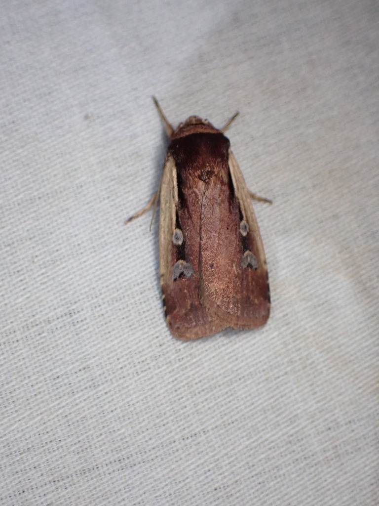 Flame-shouldered Dart in July 2024 by Angus Mossman. At blacklight ...