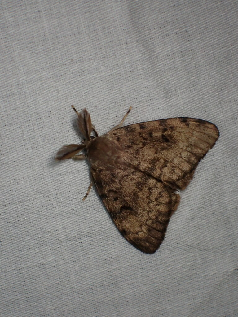 Spongy Moth in July 2024 by Angus Mossman. At blacklight after dark in ...