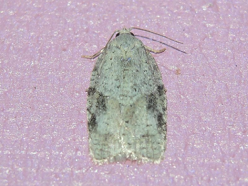 North American Black-headed Birch Leaffolder Moth in July 2024 by ...