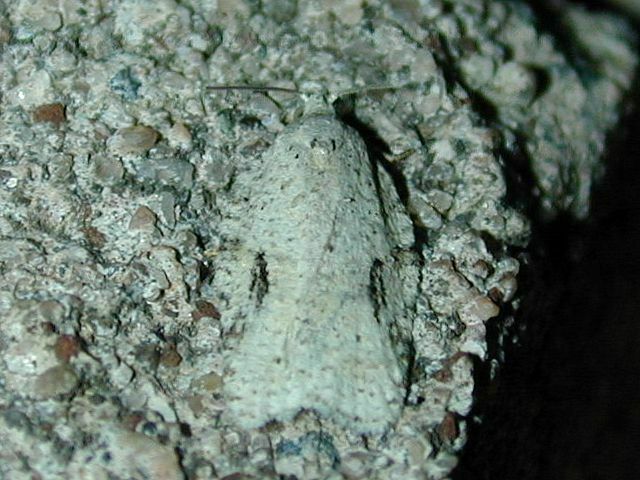 North American Black-headed Birch Leaffolder Moth from Jamaica Bay ...