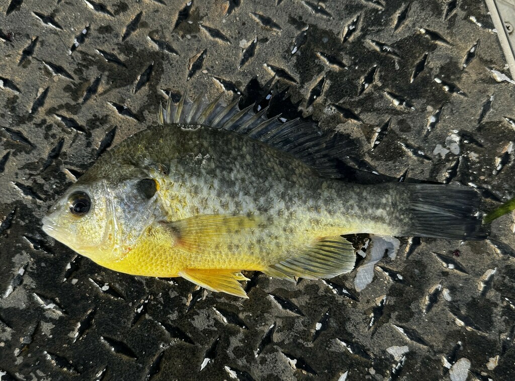 Redear Sunfish from Tennessee River, Waterloo, Lauderdale County, AL ...